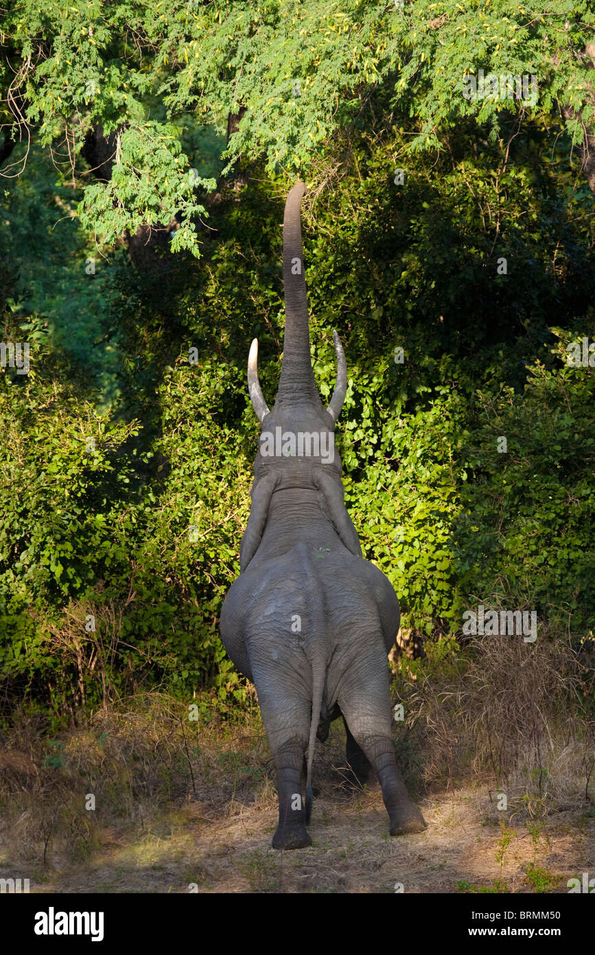 Rear view of a bull elephant reaching up with its trunk to the leaves ...