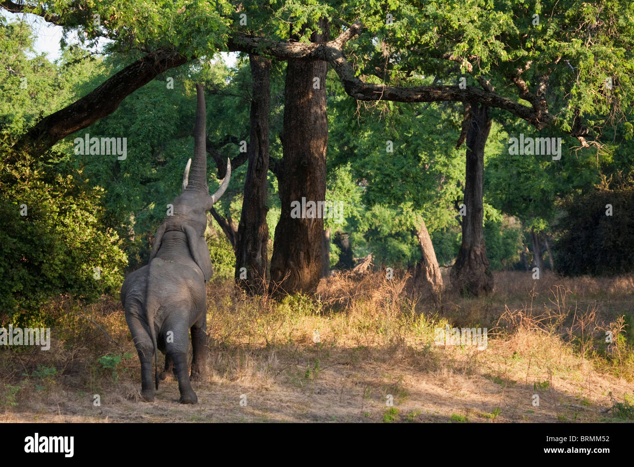 Elephant trunk tree hi-res stock photography and images - Alamy