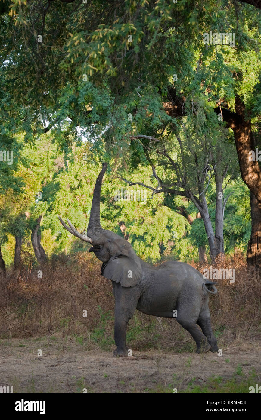 Elephant trunk tree hi-res stock photography and images - Alamy