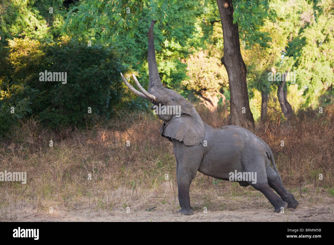 Side-on view of a bull elephant reaching up with its trunk to the ...