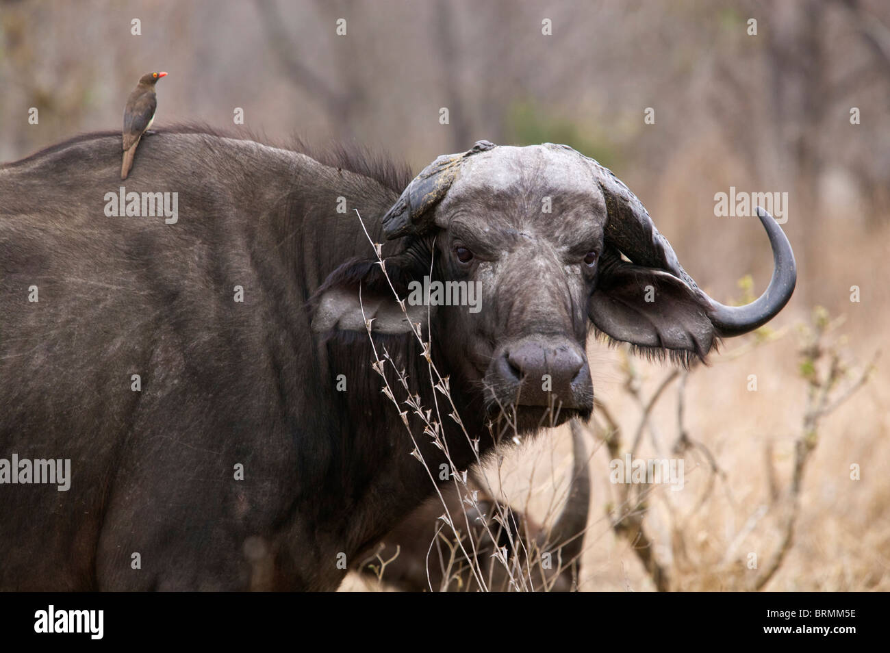 Female buffalo hi-res stock photography and images - Alamy