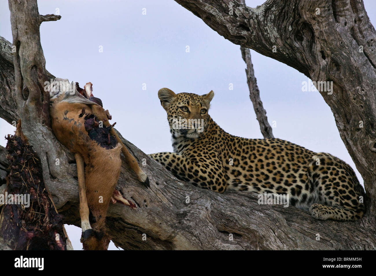 A female leopard in a leadwood tree with an impala kill Stock Photo - Alamy