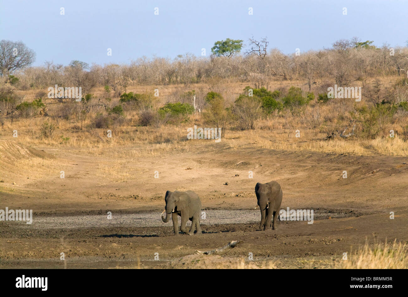 Two elephants walking away from a dried up waterhole during the dry ...
