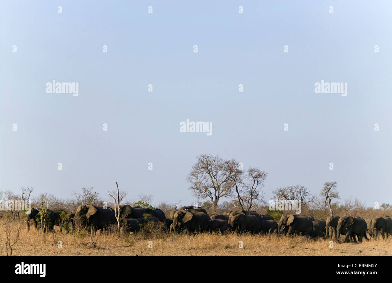 A scenic view of a large breeding herd of elephants tightly bunched up ...