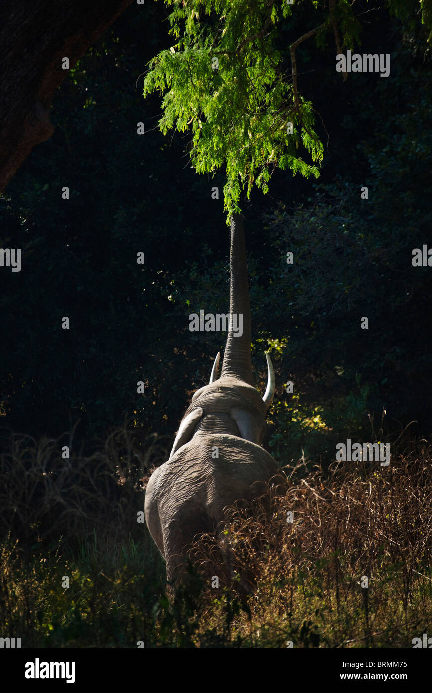 Rear of elephant hi-res stock photography and images - Alamy