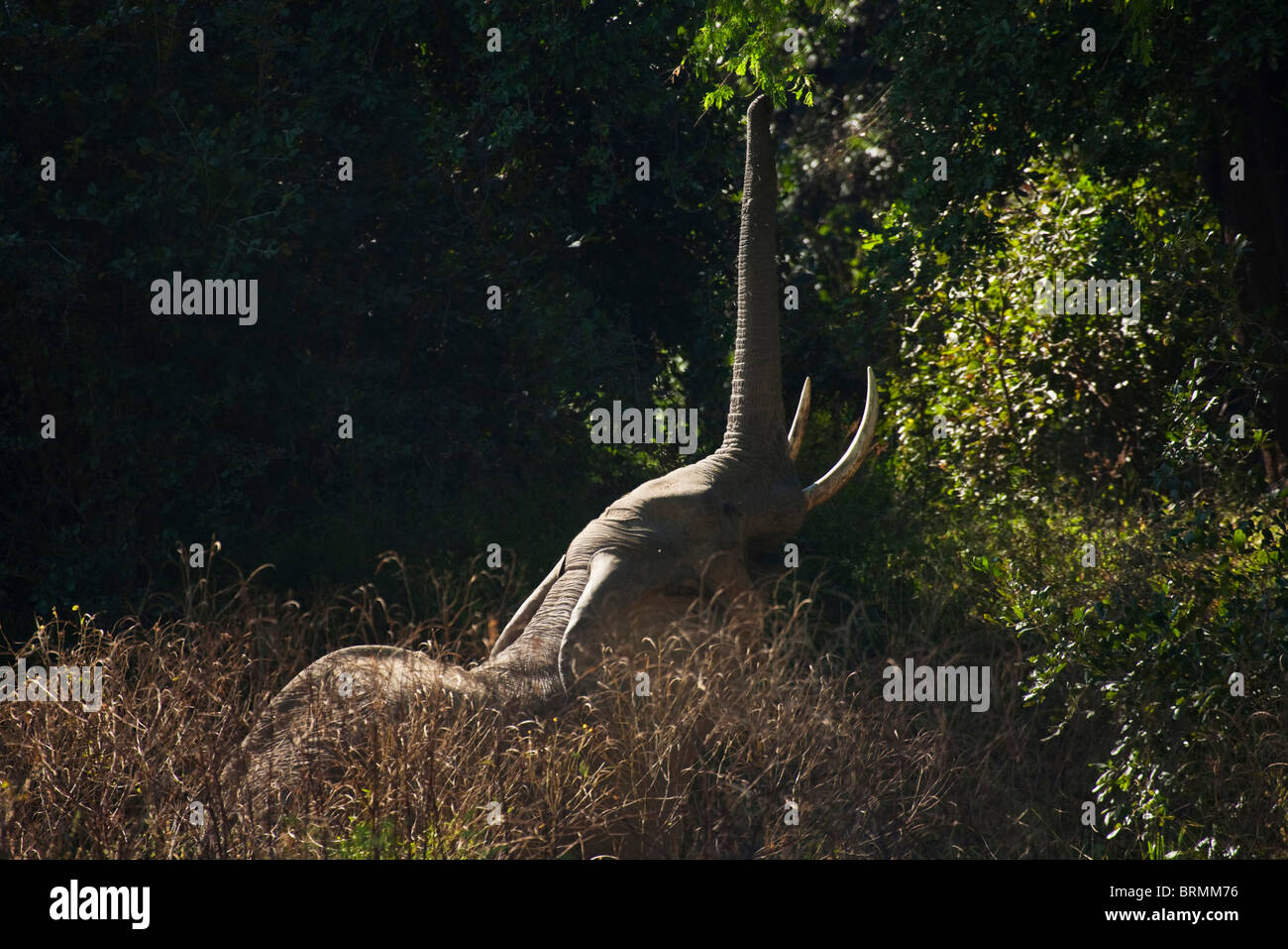 Elephant trunk up hi-res stock photography and images - Alamy