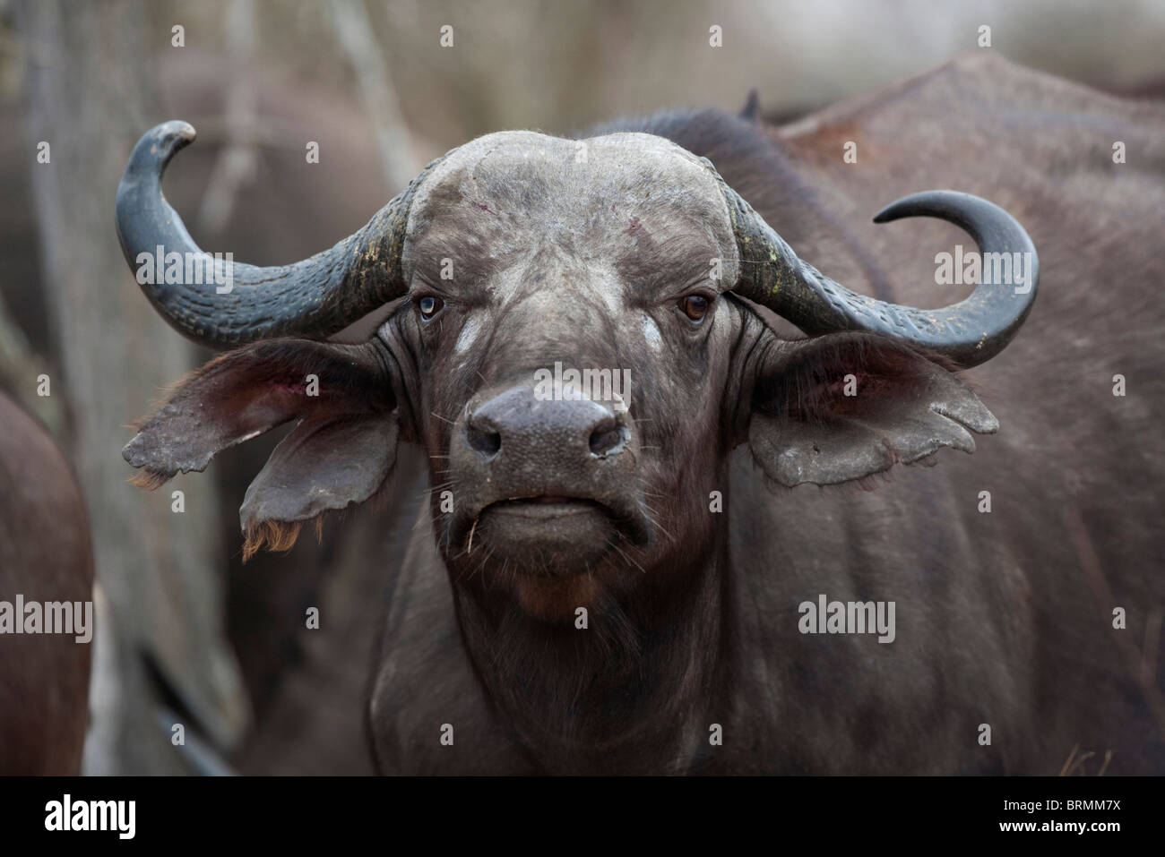 Deformed Animal Horns