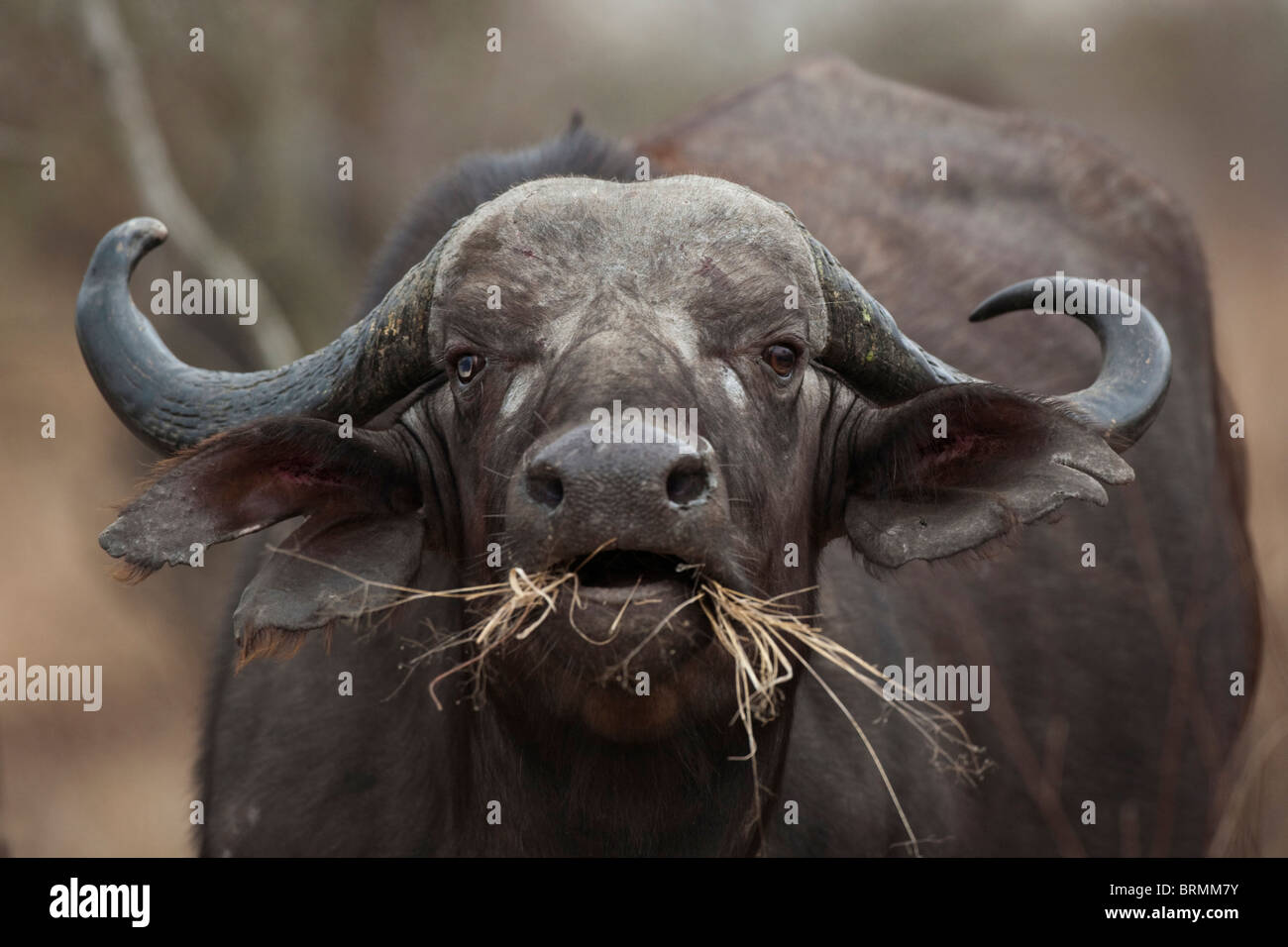 Frontal portrait of a female buffalo with a deformed horn and blind eye ...