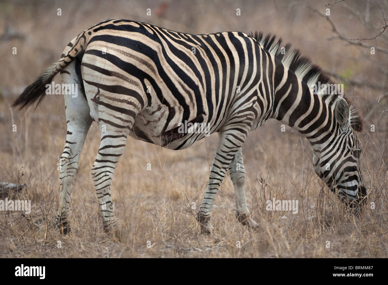 A Burchells zebra with a gaping wound on its stomach probably inflicted ...