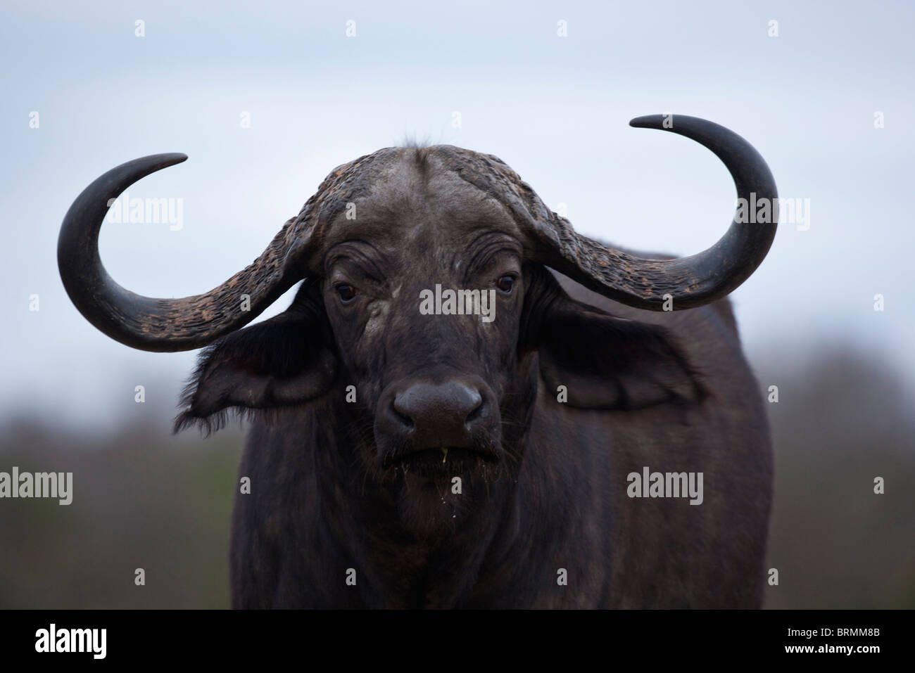 Cow buffalo hi-res stock photography and images - Alamy