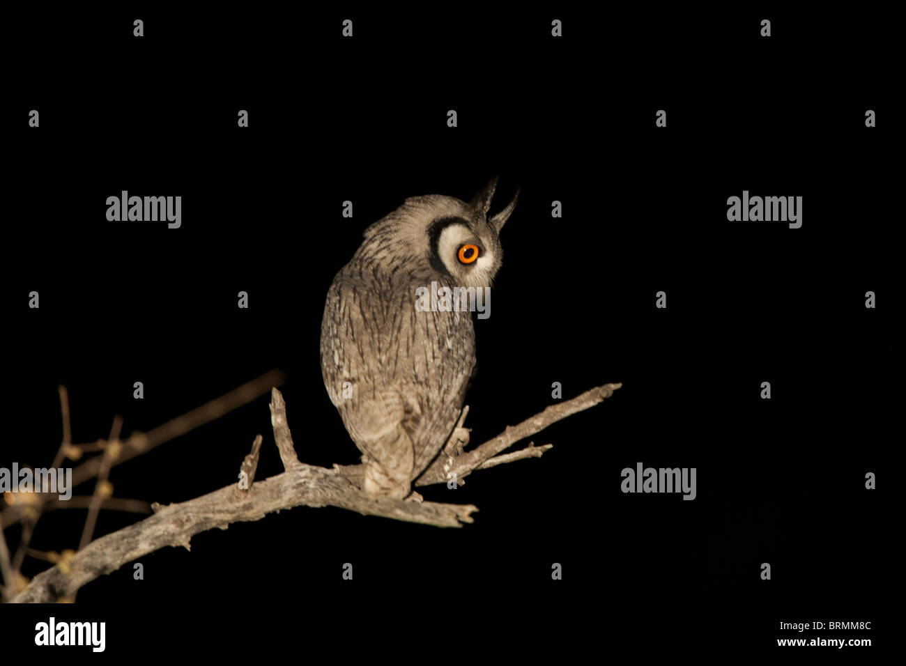 Bird peering hi-res stock photography and images - Alamy