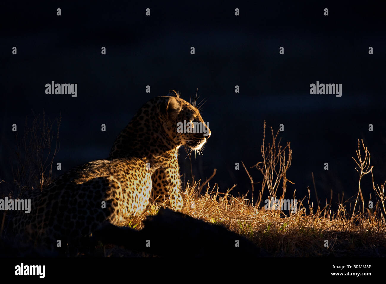 A side-lit female leopard at night Stock Photo - Alamy