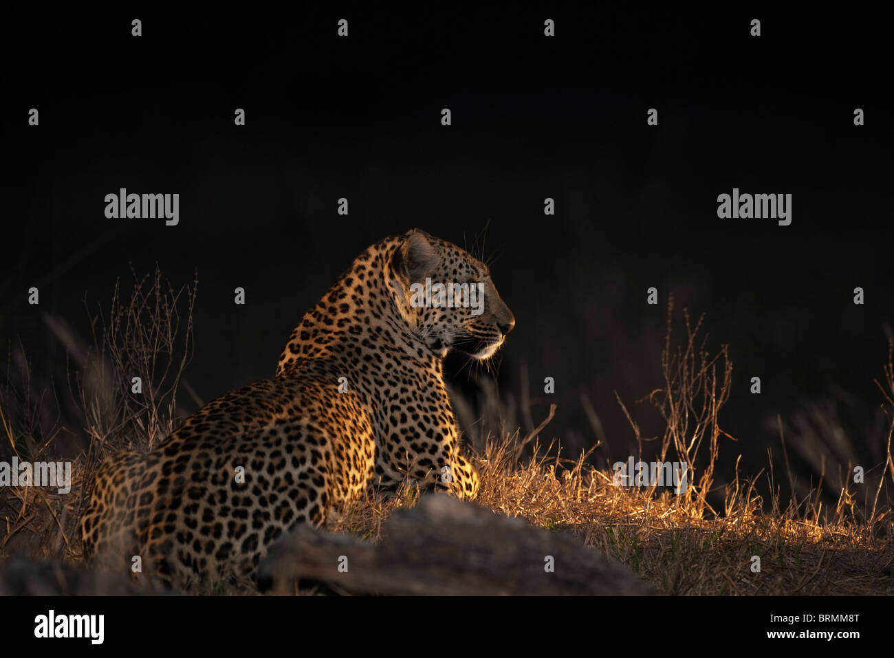 Leopard At Night High Resolution Stock Photography and Images - Alamy