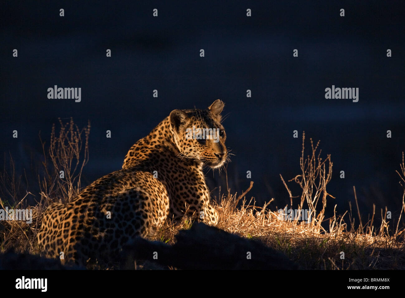A side-lit female leopard looking back over its shoulder while lying on ...