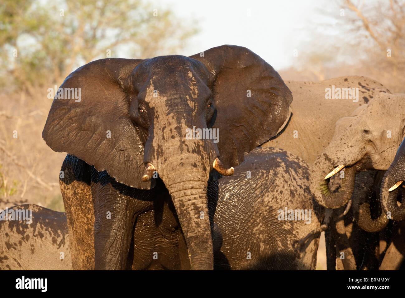 Frontal portrait of a wet elephant after drinking with its herd during ...