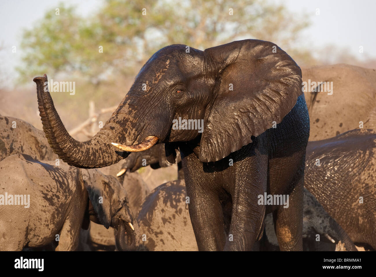A wet elephant cow raising it's trunk with the remainder of the ...