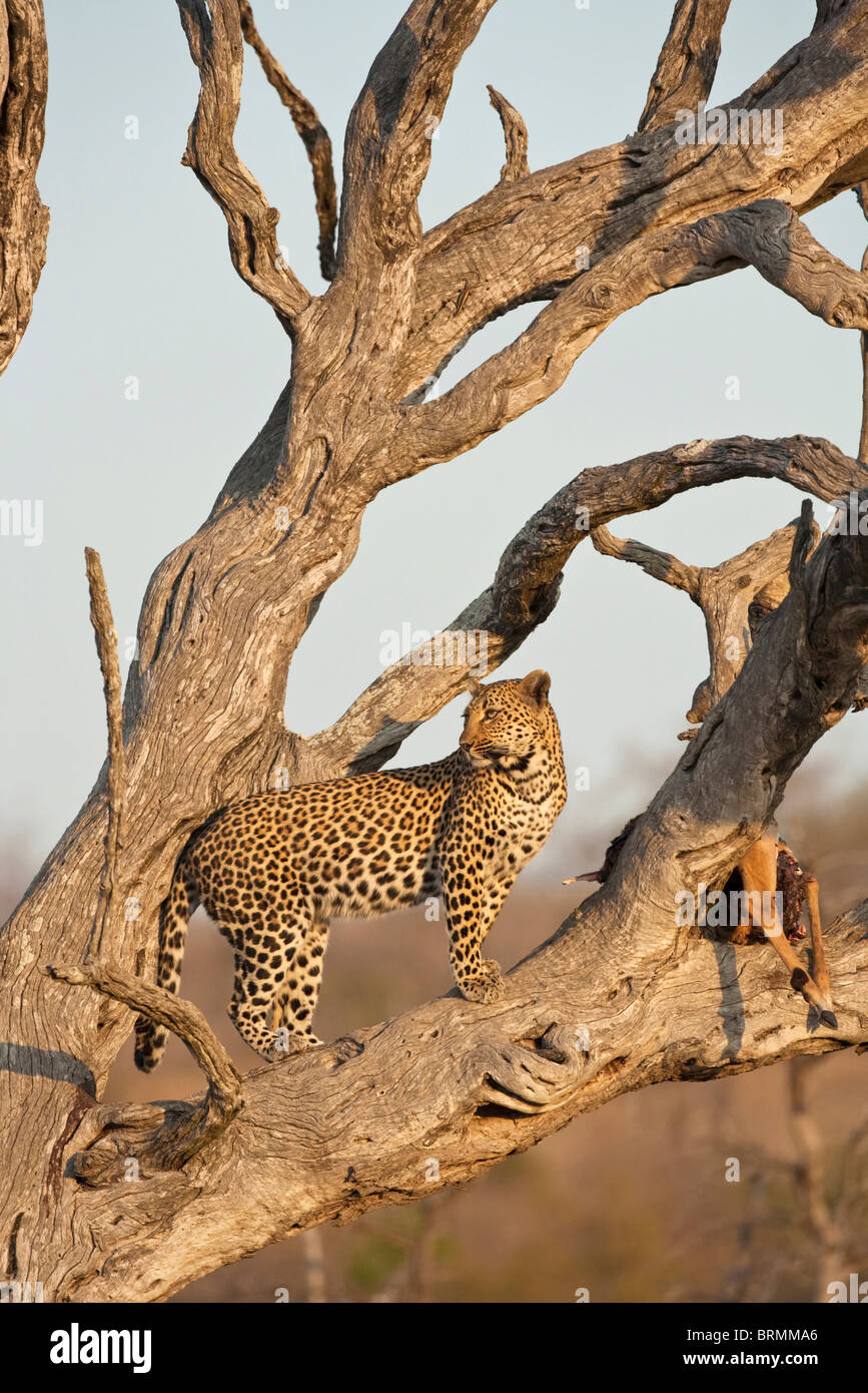 A leopard standing on a sturdy leadwood branch next to an impala ...