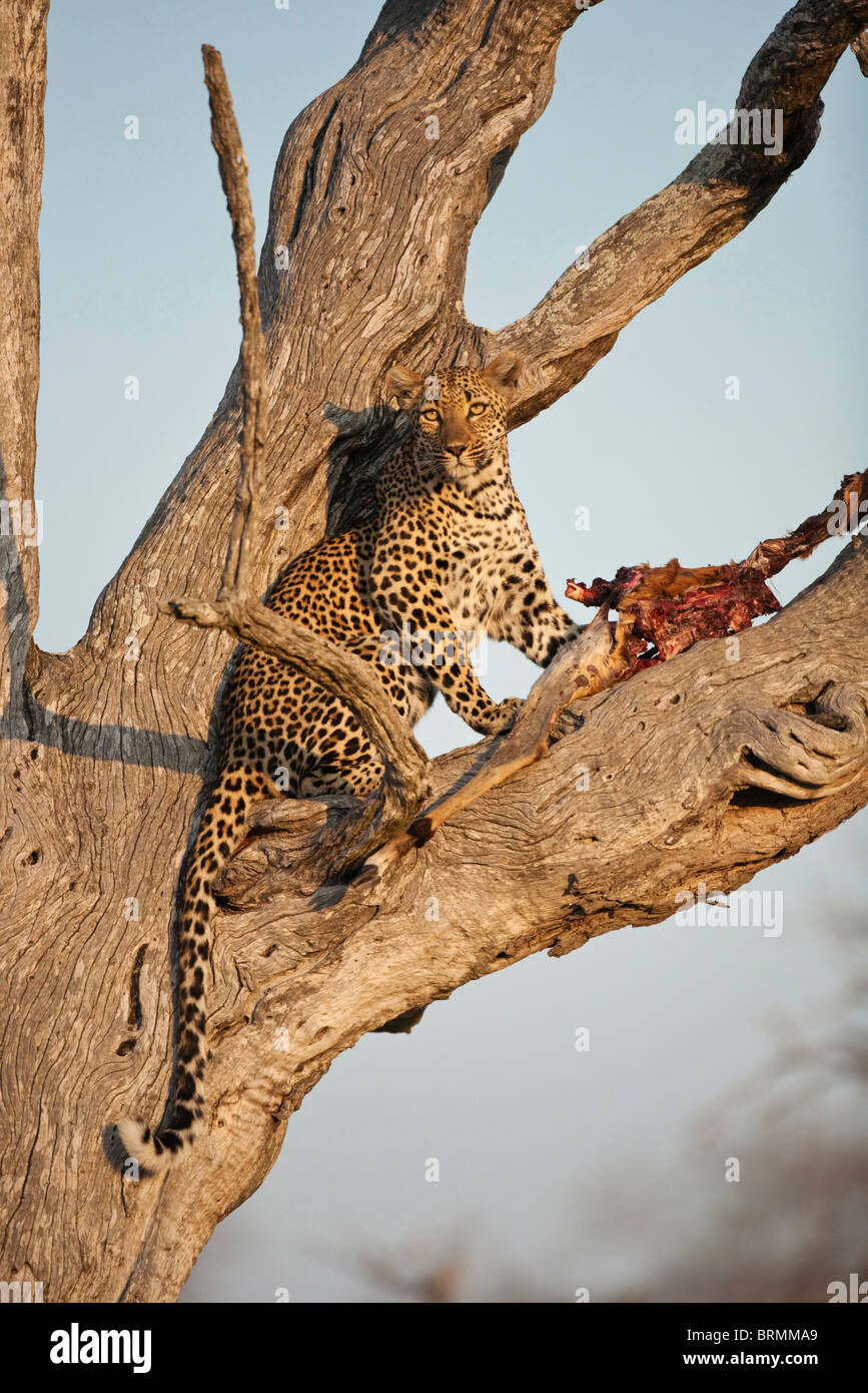 Leopard tree hi-res stock photography and images - Alamy