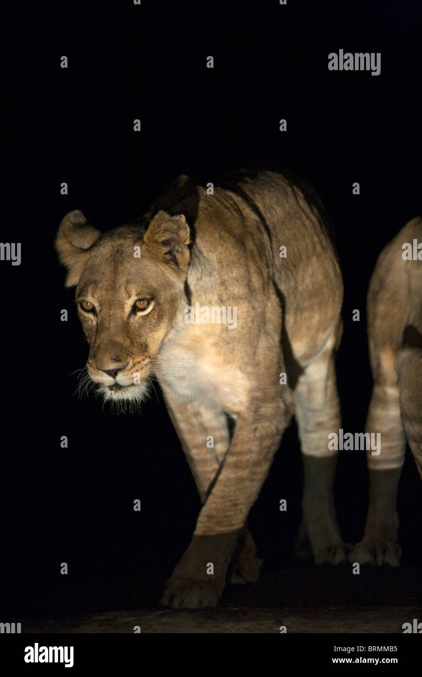 Lioness at night hi-res stock photography and images - Alamy