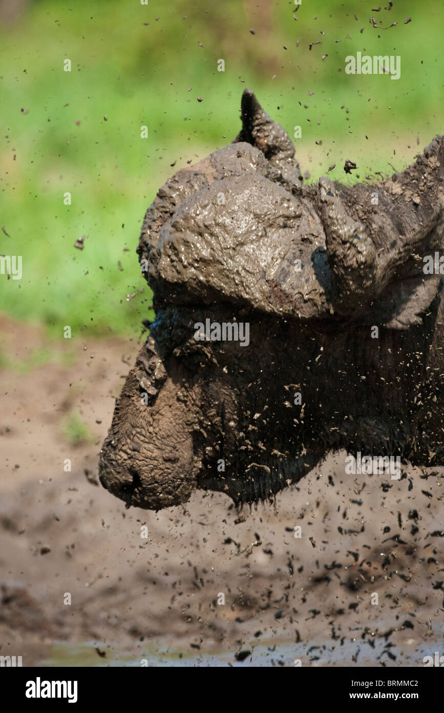 Portrait of a mud flying off a muddy buffalo as it shakes its head ...