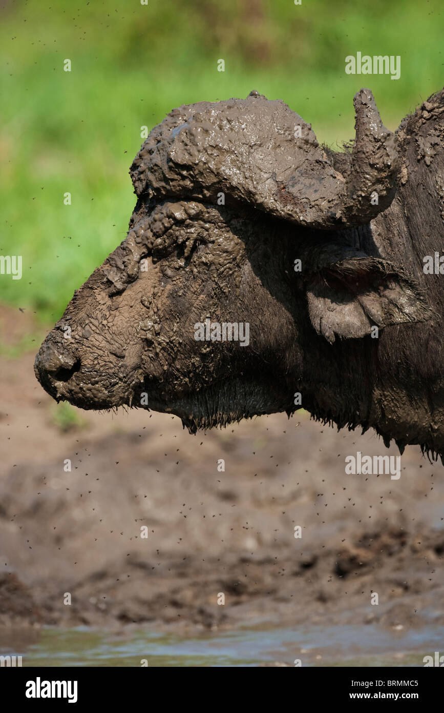 Side-on portrait of a muddy buffalo bull Stock Photo - Alamy