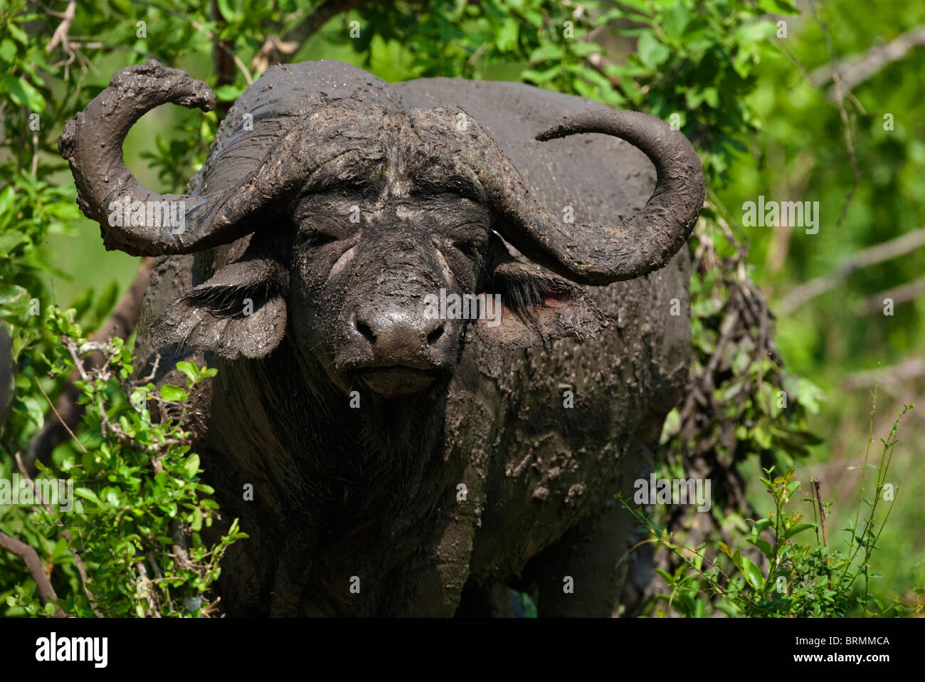 Frontal portrait of a muddy buffalo bull Stock Photo - Alamy