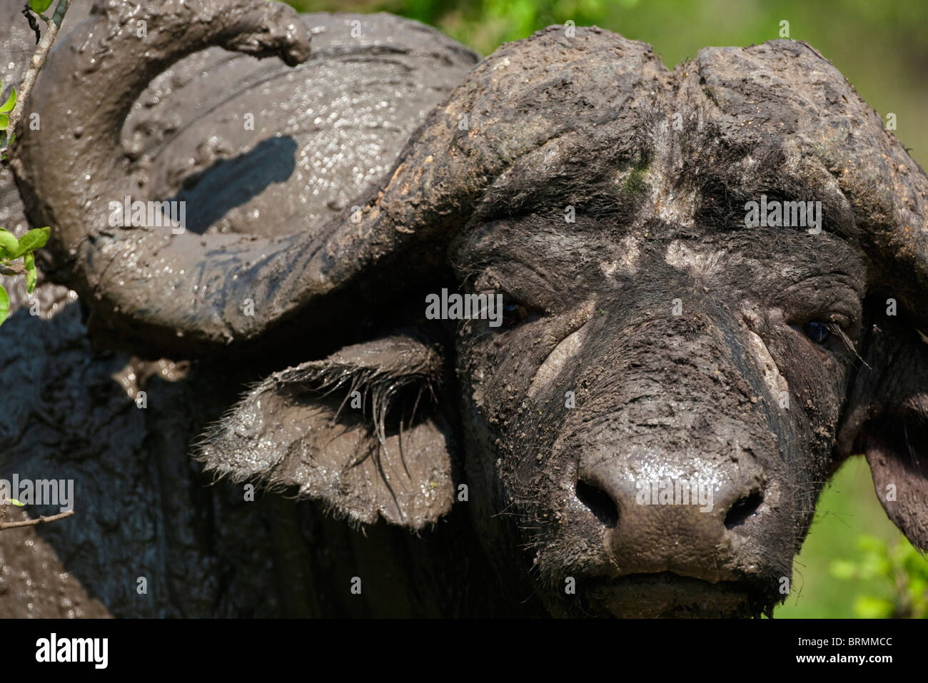 Tight portrait of a muddy buffalo bull Stock Photo - Alamy
