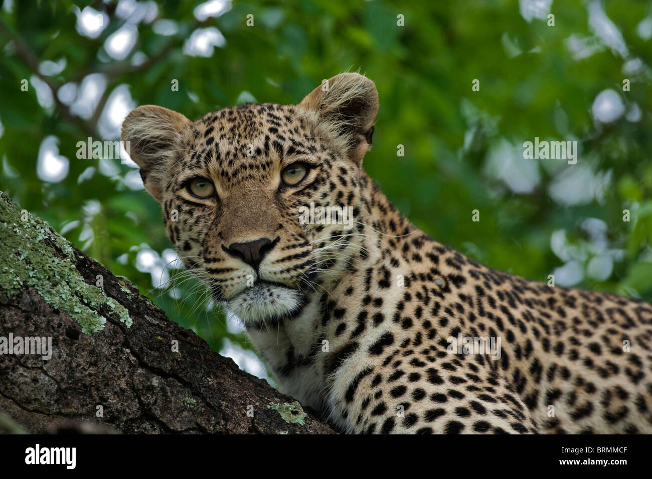 Female leopard on a tree hi-res stock photography and images - Alamy