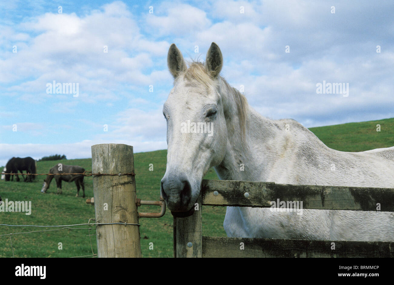 A white horse with its head over a wooden gate and other horses grazing ...