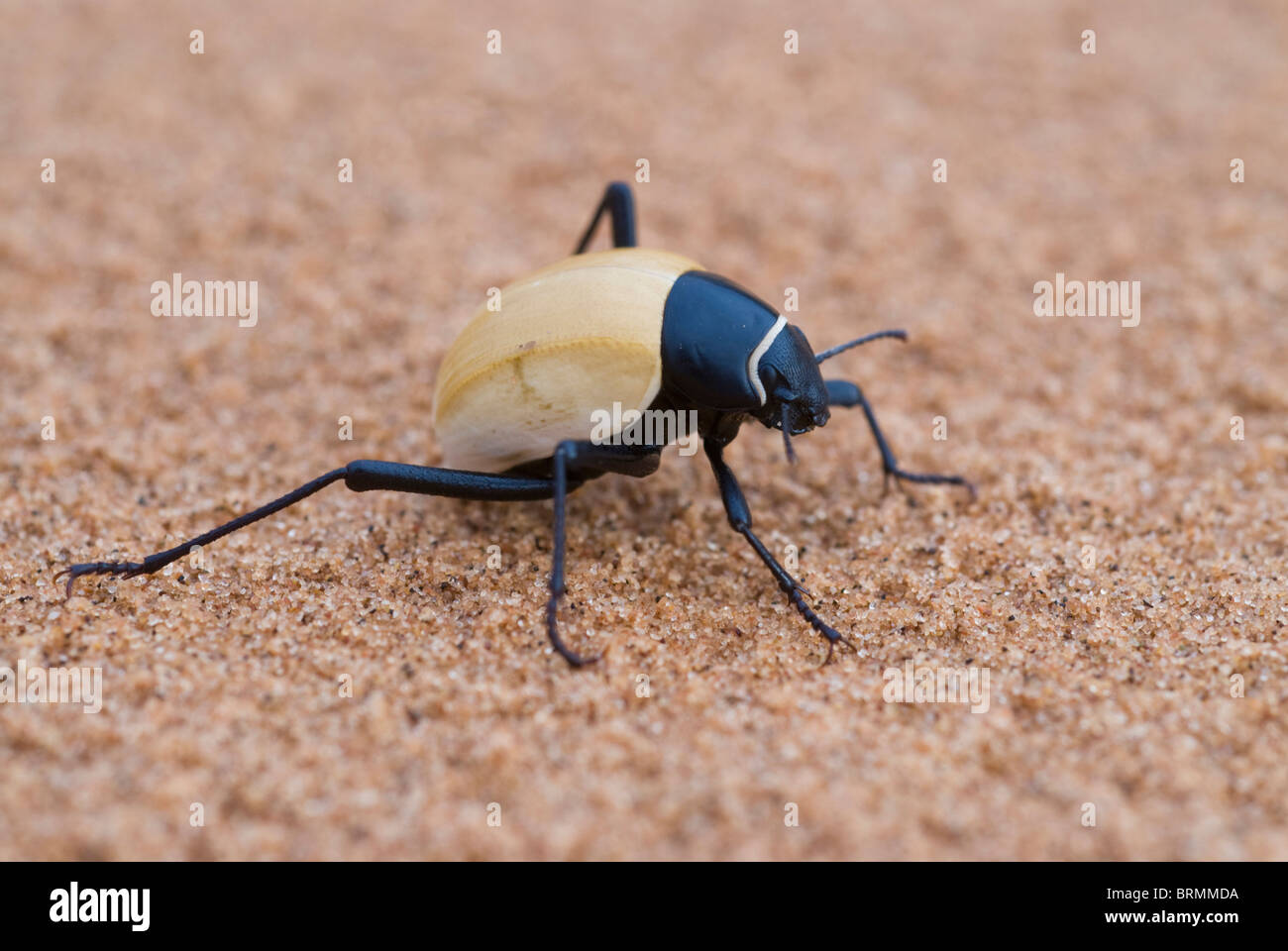 Tenebrionid or Dune beetle Stock Photo - Alamy