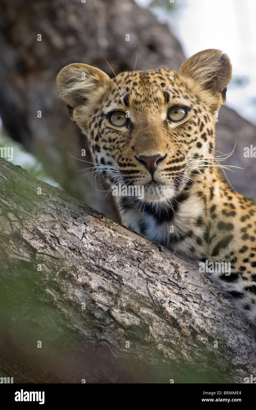 Galago young hi-res stock photography and images - Alamy