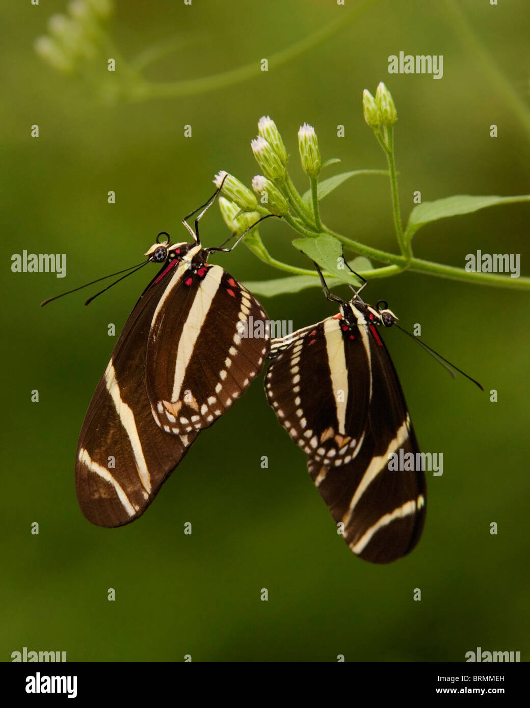 Zebra Longwing Butterfly Life Cycle