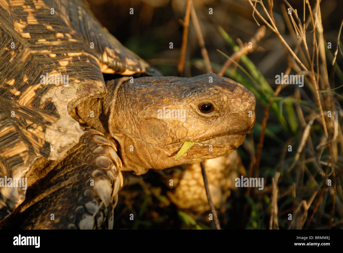 Leopard tortoise hi-res stock photography and images - Alamy