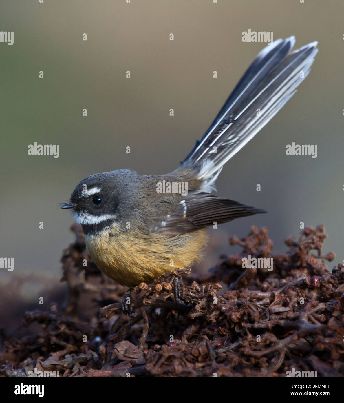 New Zealand fantail (Rhipidura fuliginosa) seeking insects on a compost ...
