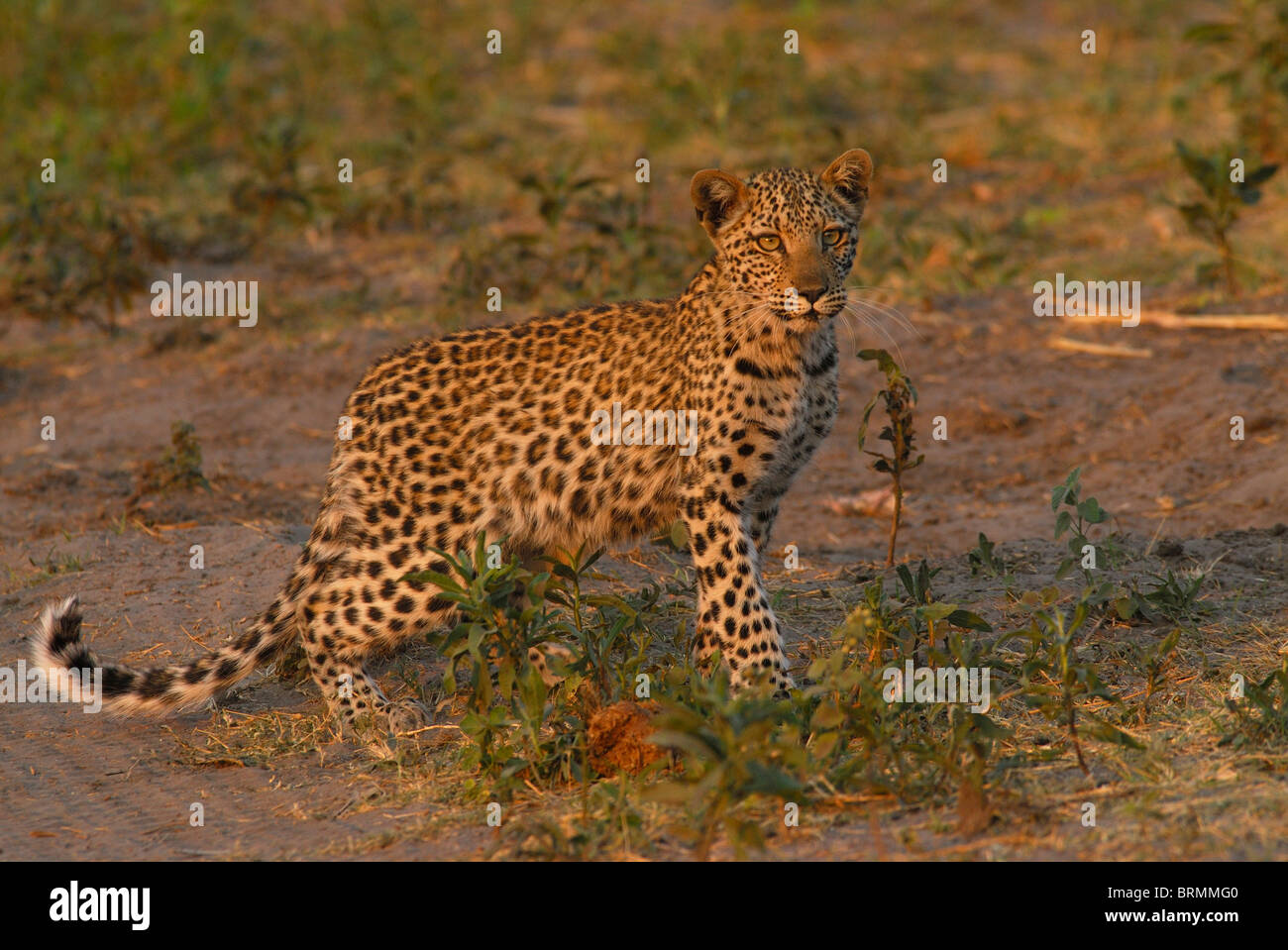 Side on shot of a leopard Stock Photo - Alamy