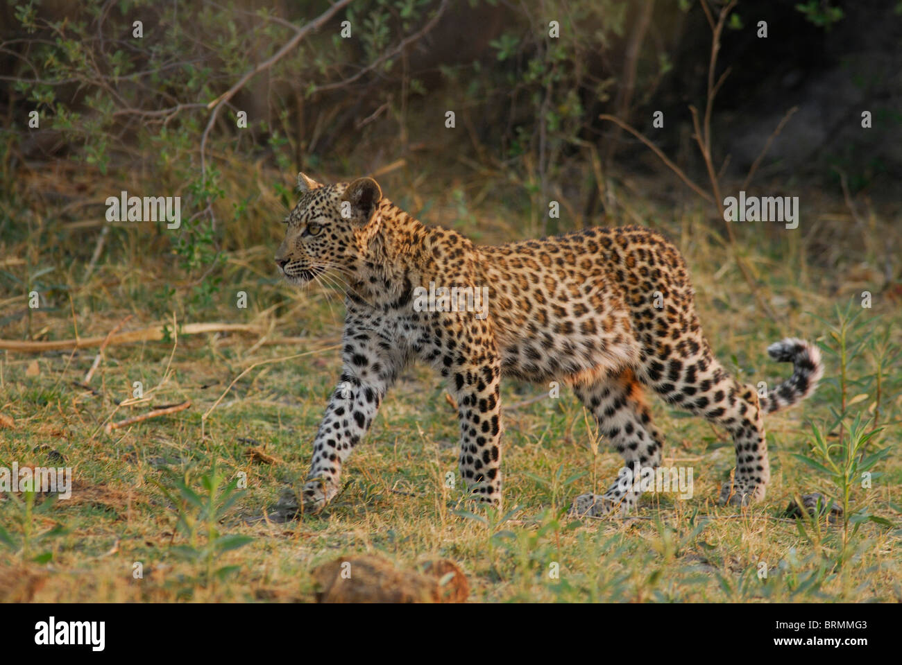 Leopard walking through grassland Stock Photo - Alamy