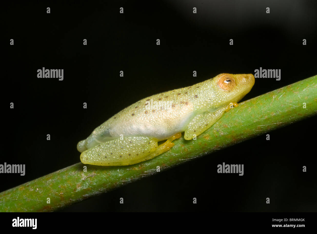Frog lying on a green stalk Stock Photo - Alamy
