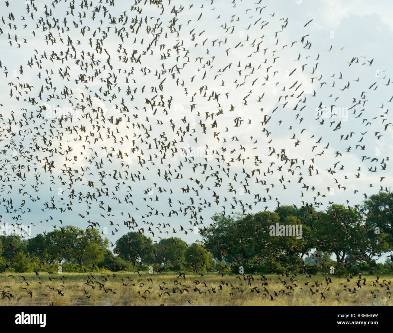 Pratincole flight hi-res stock photography and images - Alamy
