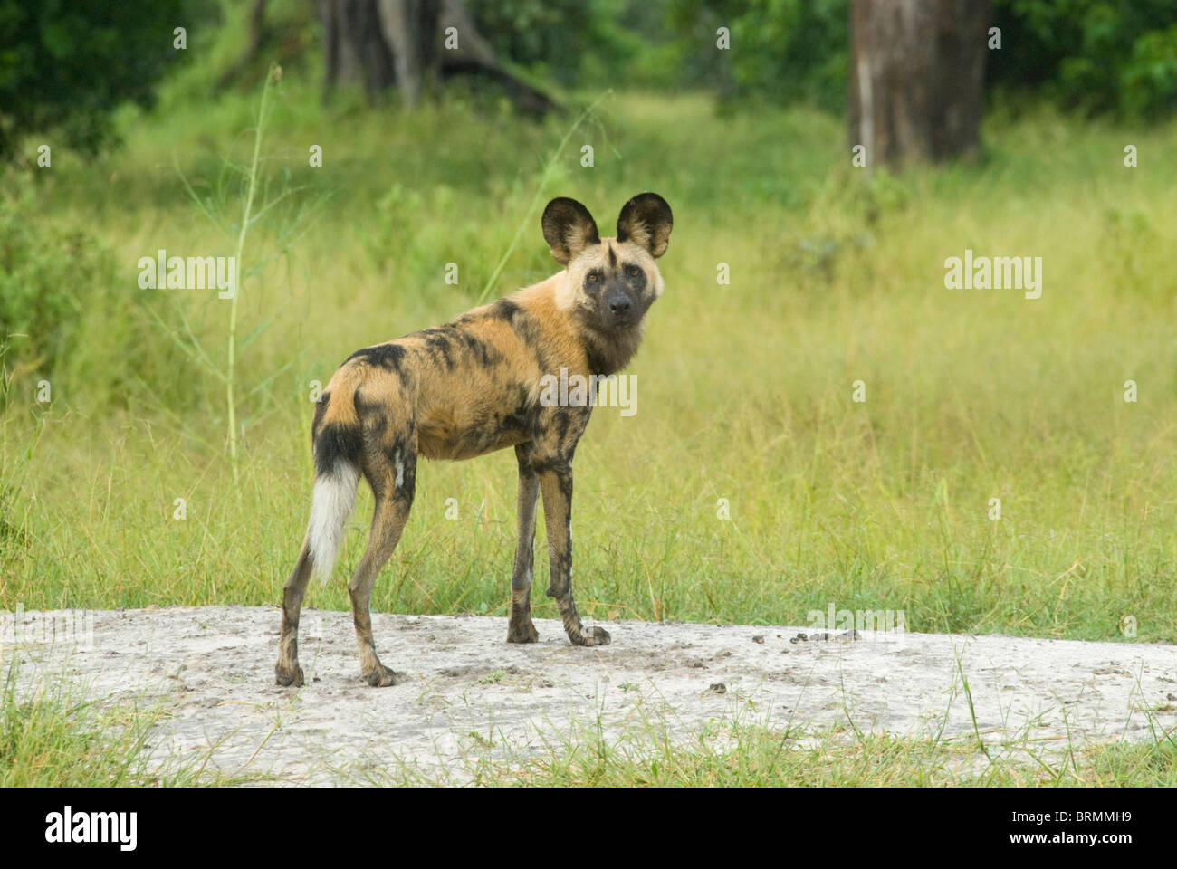 A side view of a wild dog Stock Photo - Alamy
