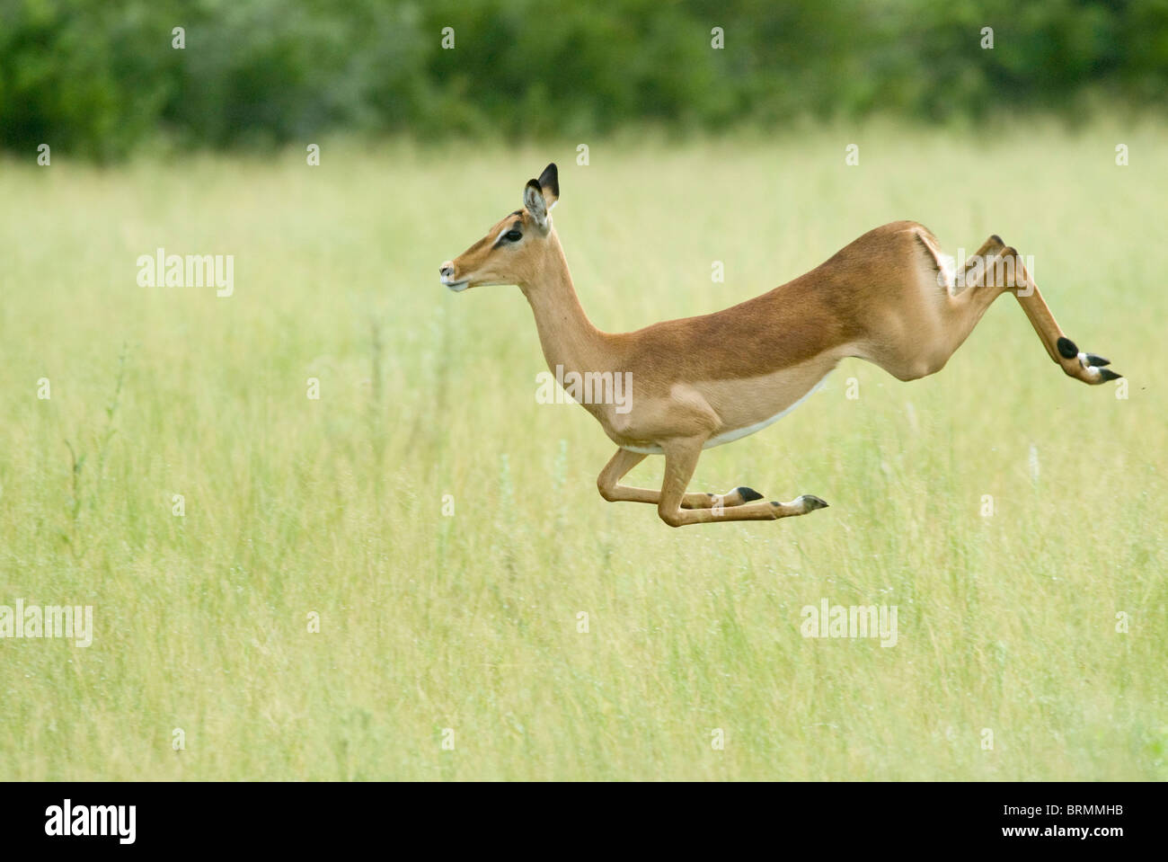 Impala jumping through the air Stock Photo - Alamy