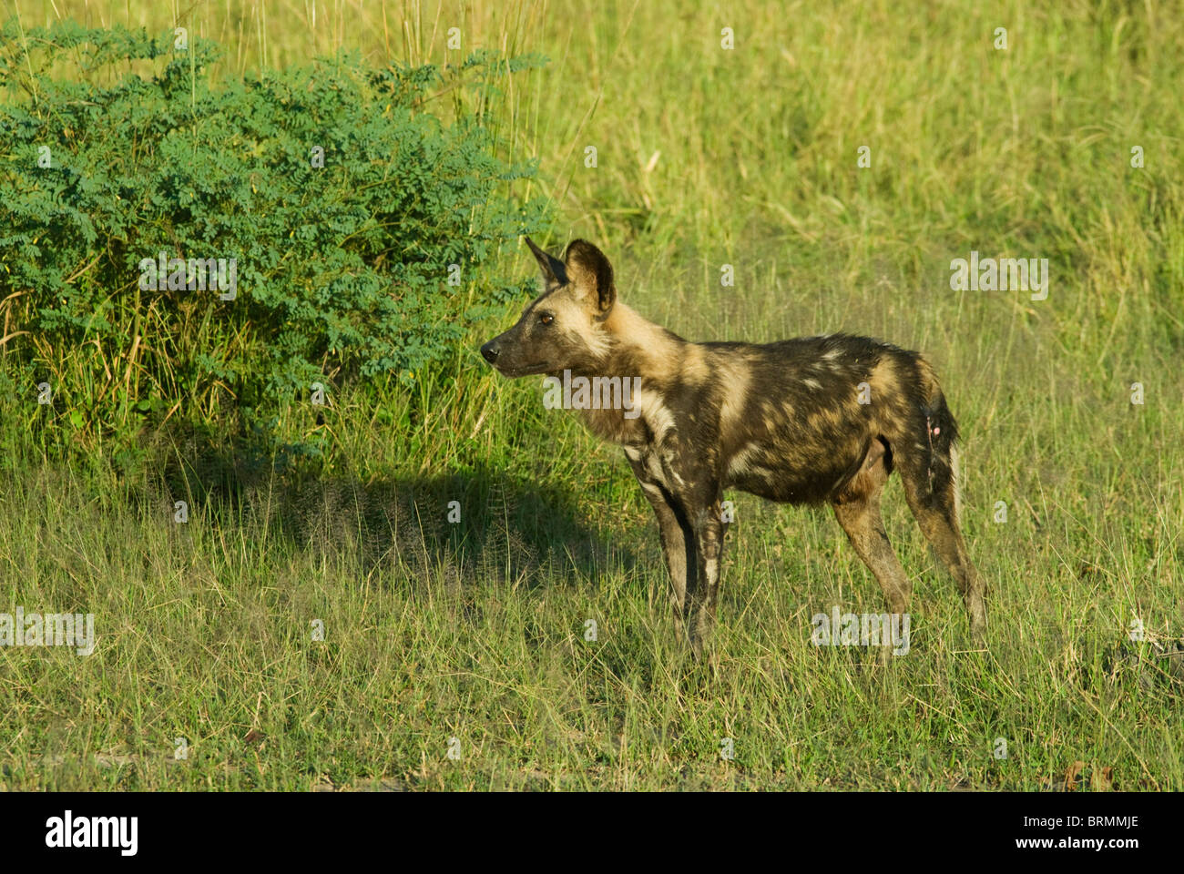 Wild dog standing next to a small green bush Stock Photo - Alamy