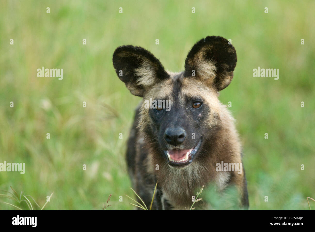 Wild dogs portrait Stock Photo - Alamy