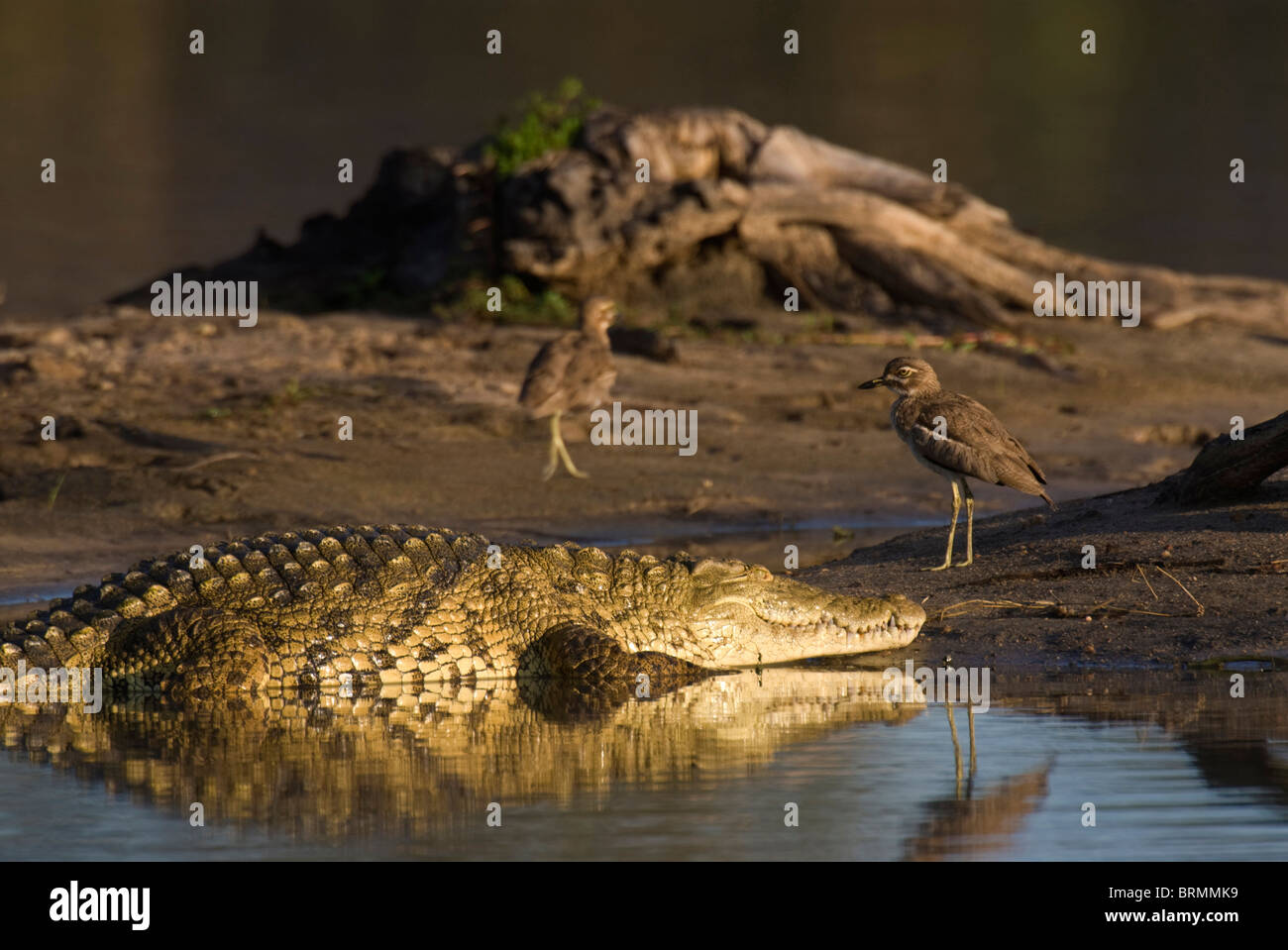Crocodile sunning itself water lying on a river bank with two Water ...