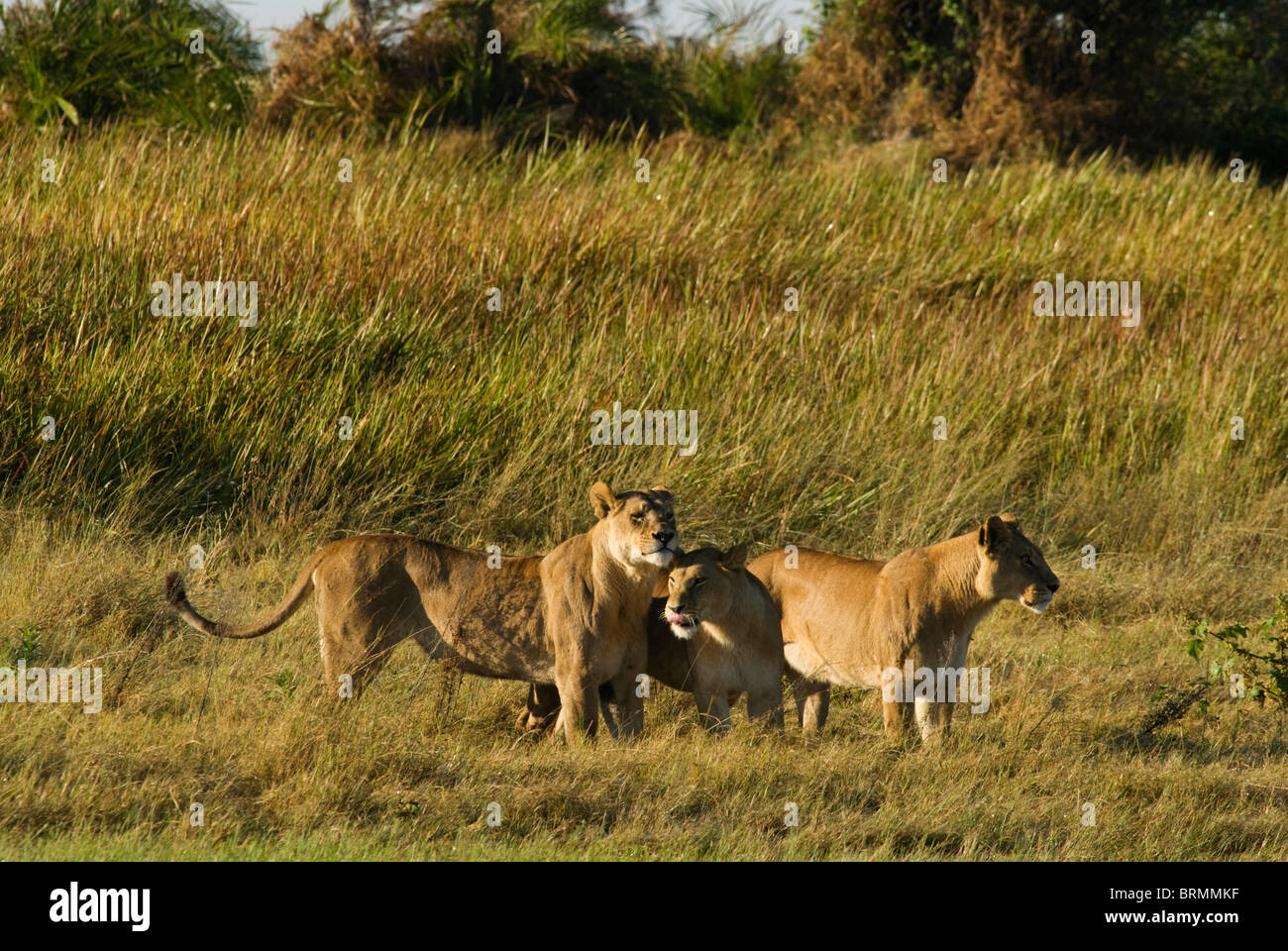 Three Lionesses standing together in grassland Stock Photo - Alamy