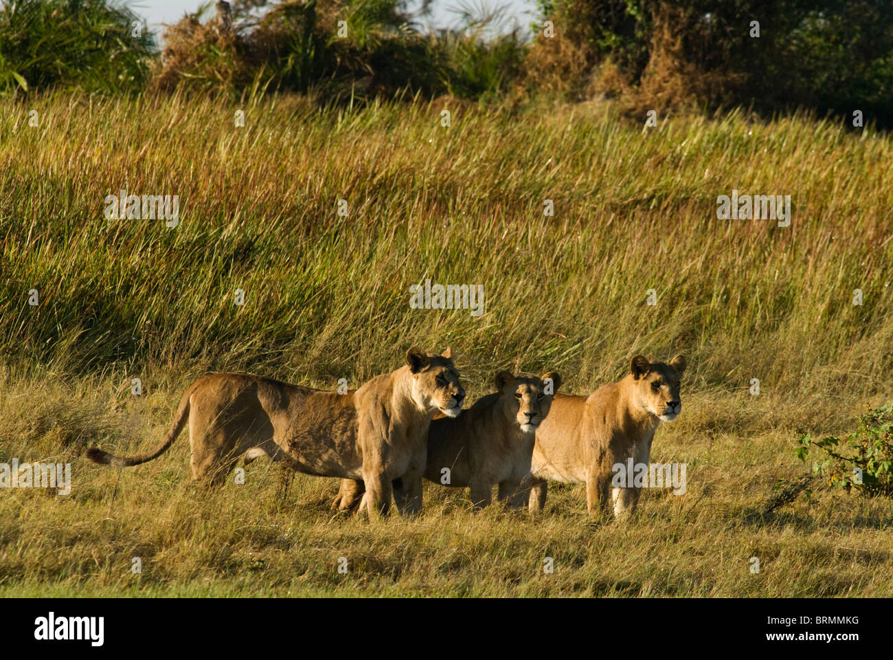 Three Lionesses standing together in grassland Stock Photo - Alamy