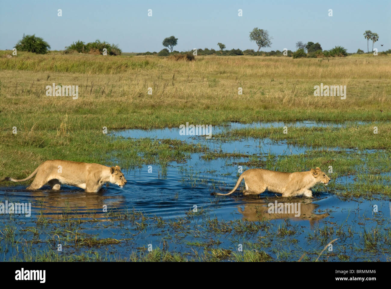 Two lionesses stalking hi-res stock photography and images - Alamy
