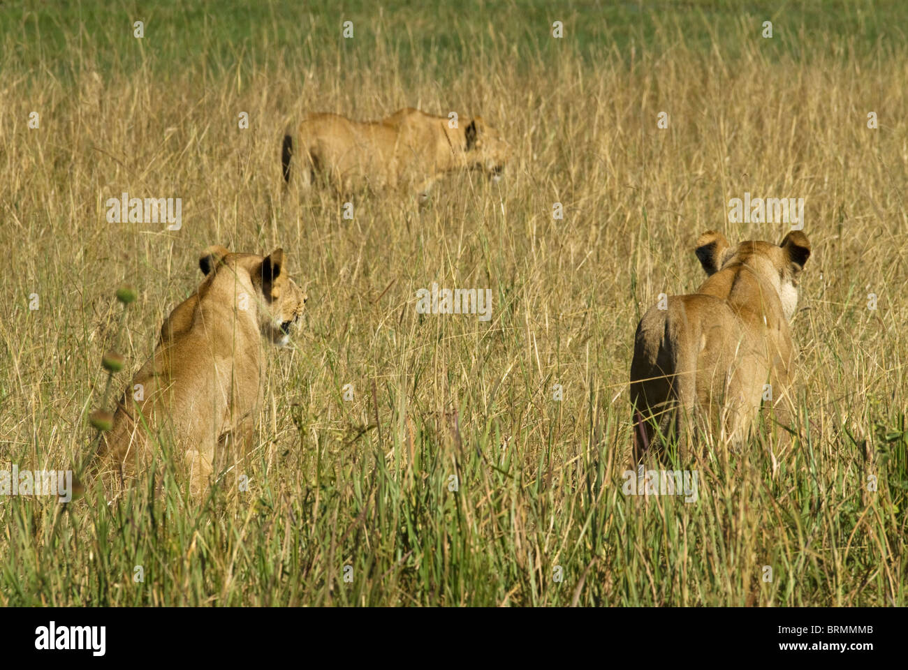 Lion stalking grass hi-res stock photography and images - Alamy