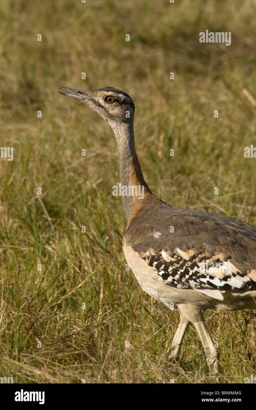 Kori bustard and botswana hi-res stock photography and images - Alamy