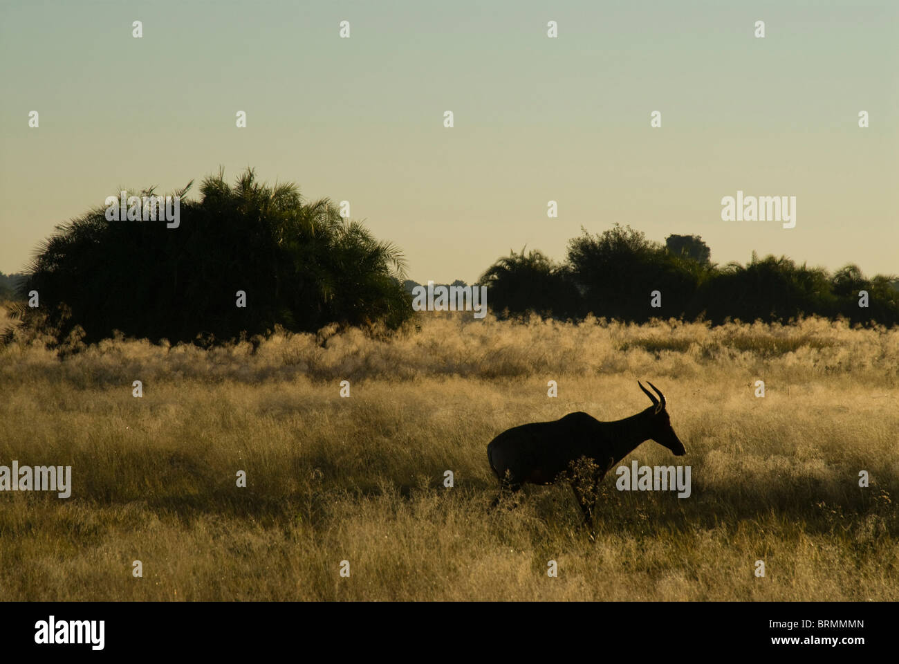 Grassland silhouette hi-res stock photography and images - Alamy