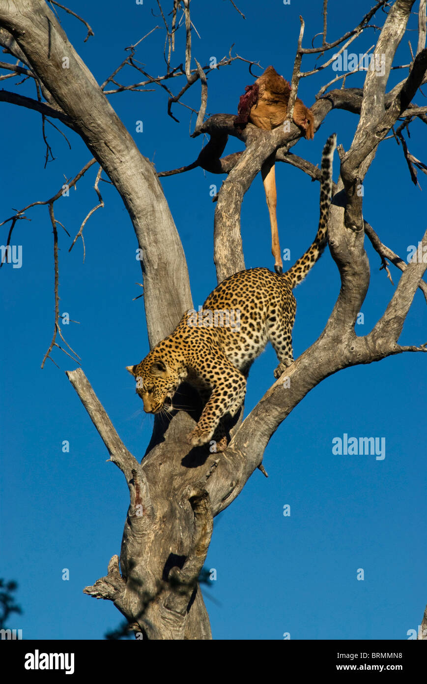 Leopard Prey Tree High Resolution Stock Photography and Images - Alamy